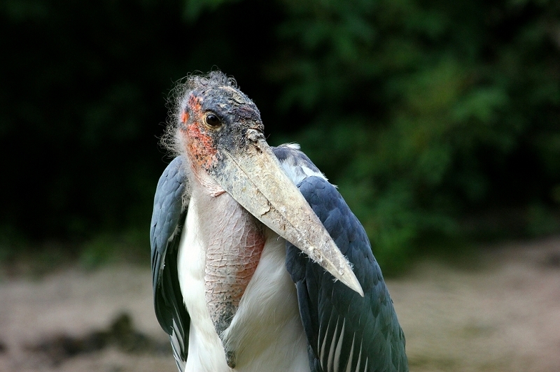 Daums Tierwelt - Marabu