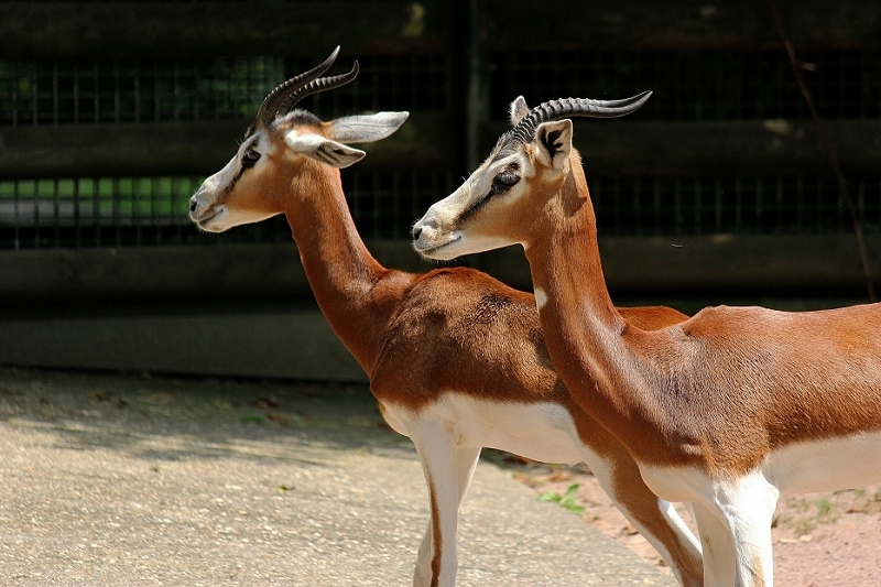 Daums Tierwelt - Mhorr Gazelle
