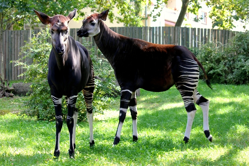 Daums Tierwelt - Okapi