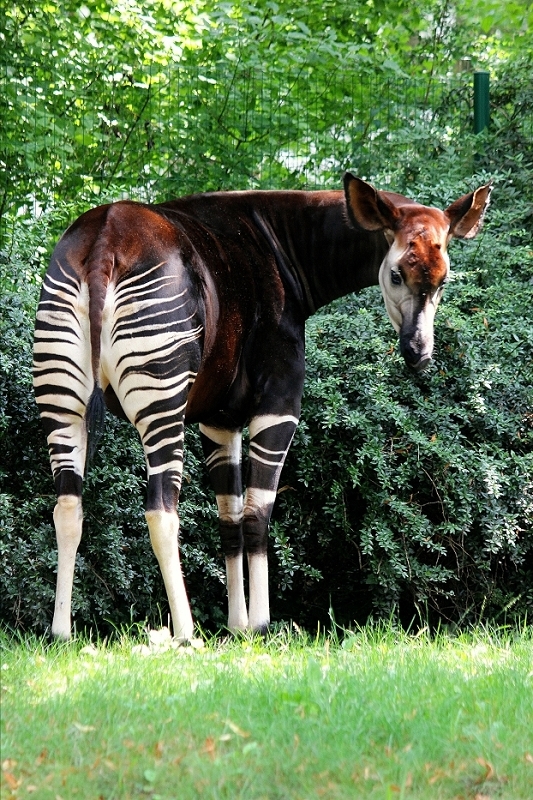 Daums Tierwelt - Okapi