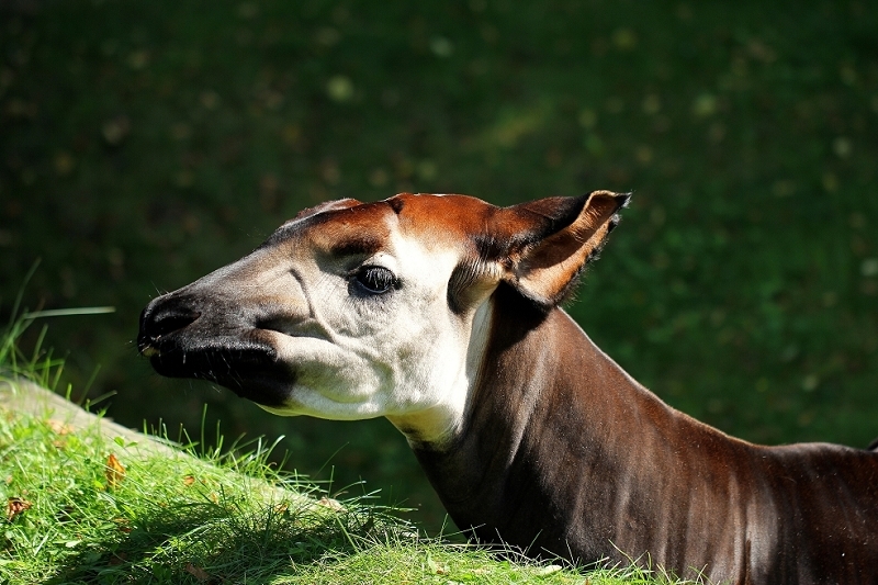 Daums Tierwelt - Okapi