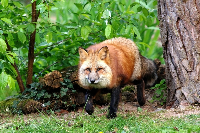 Daums Tierwelt - Rotfuchs 2013 - 2018
