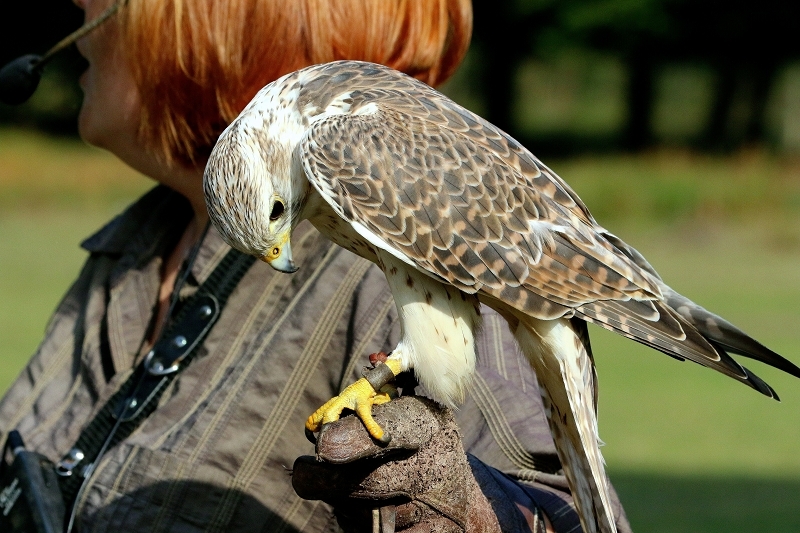 Daums Tierwelt - Portfolio - Falknerei im Wildpark Alte Fasanerie Klein ...