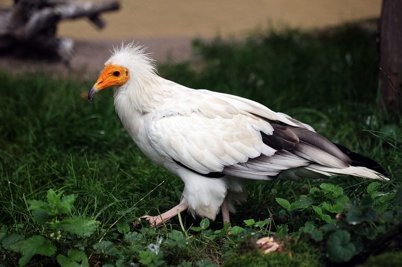 Daums Tierwelt - Schmutzgeier