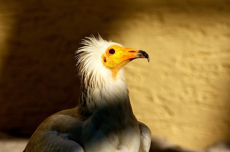 Daums Tierwelt - Schmutzgeier