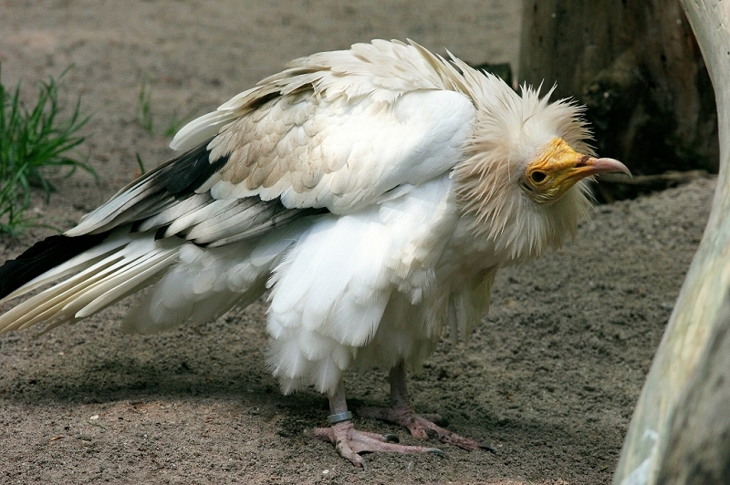Daums Tierwelt - Schmutzgeier