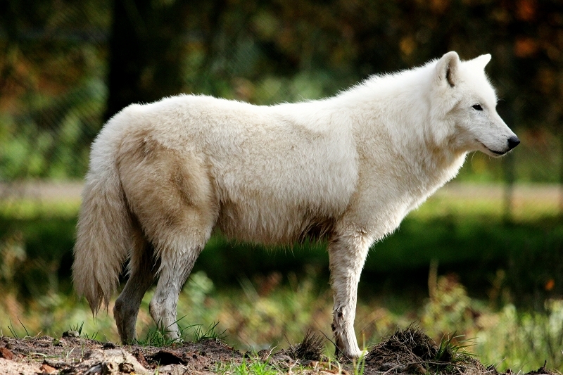 Daums Tierwelt - Portfolio - Tundrawolf - Canis lupus albus 2013
