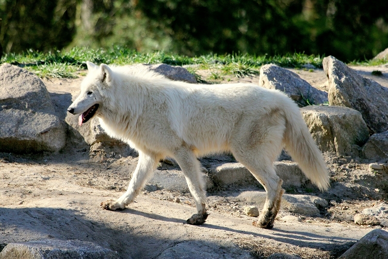 Daums Tierwelt - Portfolio - Tundrawolf - Canis lupus albus 2013