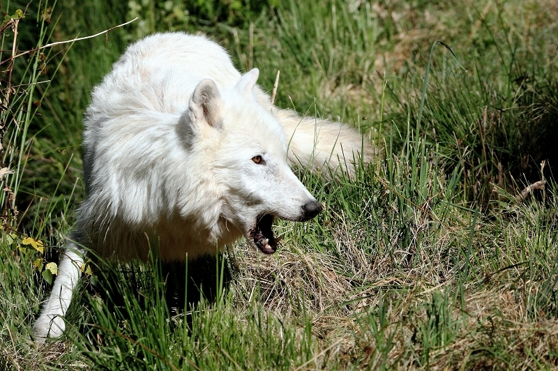Daums Tierwelt - Portfolio - Tundrawolf - Canis lupus albus 2013