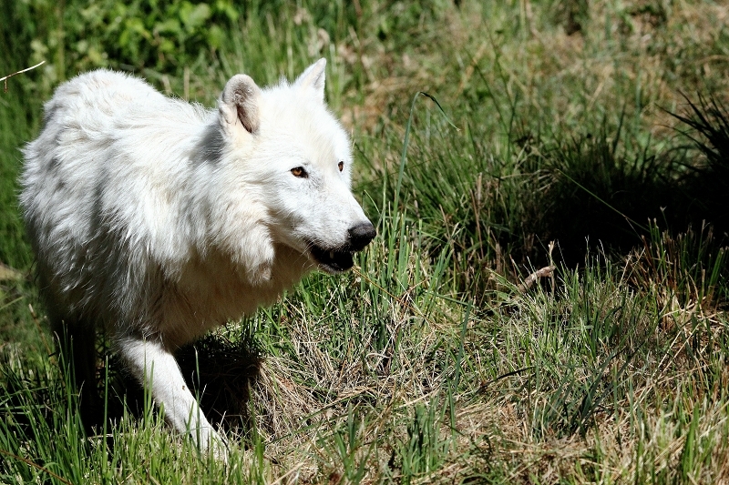 Daums Tierwelt - Portfolio - Tundrawolf - Canis lupus albus 2013