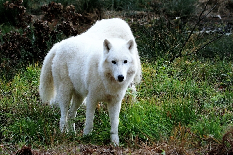 Daums Tierwelt - Portfolio - Tundrawolf - Canis lupus albus 2013