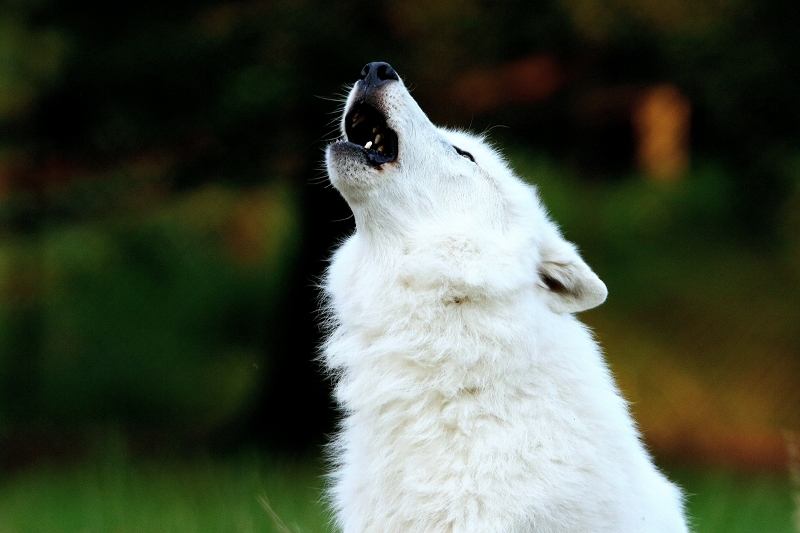 Daums Tierwelt - Tundrawolf 2018